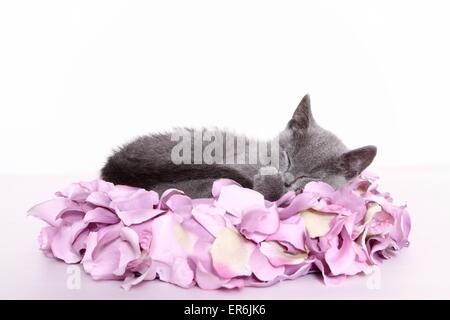 sleeping russian blue kitten Stock Photo - Alamy