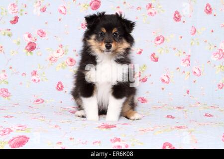 Sheltie, puppy, 4 1/2 months / Shetland Sheepdog, slipper, phase of ...