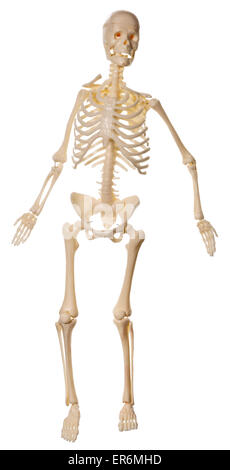 Human Skeleton toy, for children to learn about the skeleton and ...