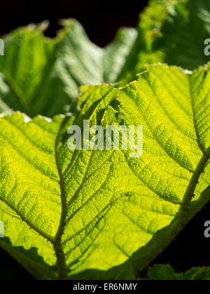 semi transparent green plant in a garden,Derbyshire,UK Stock Photo - Alamy