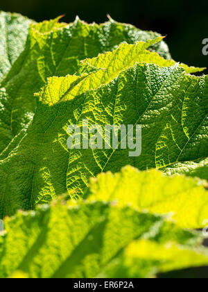 semi transparent green plant in a garden,Derbyshire,UK Stock Photo - Alamy