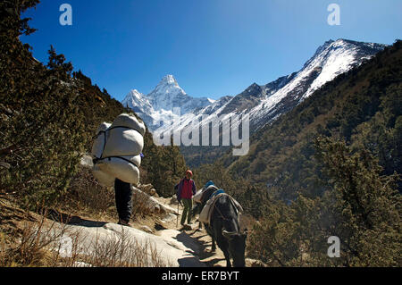Pack animals on a Himalayan trail in the Everest region of Nepal Stock ...