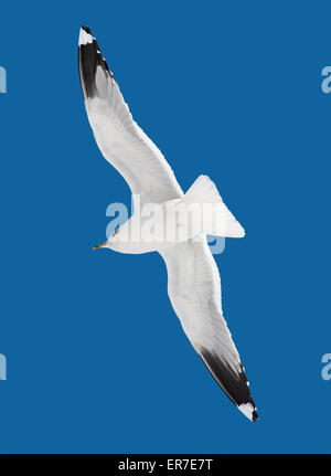 one white bird flies on sky Stock Photo - Alamy