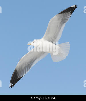 white bird flies on blue sky Stock Photo - Alamy