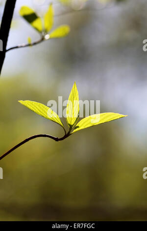 Beautiful leaves on the tree photographed close up Stock Photo - Alamy