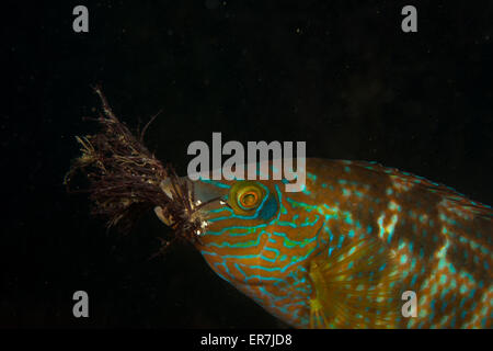 Corkwing Wrasse building a nest of red seaweed. Under Swanage pier ...