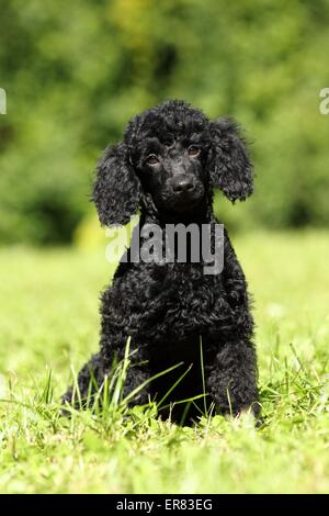 Miniature Poodle Puppies Stock Photo - Alamy