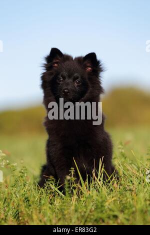 Spitz, 2 Spitze Stock Photo - Alamy