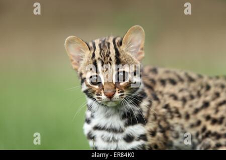 kittens, leopard cat, kitten, leopard cats Stock Photo - Alamy