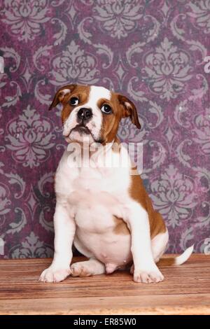 continental bulldog puppy Stock Photo - Alamy