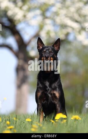 Dog Australian Kelpie / adult sitting in a meadow Stock Photo - Alamy