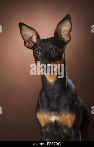 Dog Miniature Pinscher / adult portrait Stock Photo - Alamy