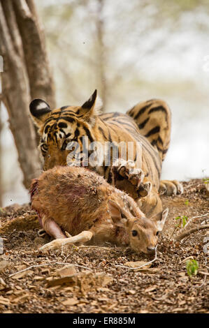 A tiger eating a Sambar Deer Stock Photo: 83481686 - Alamy