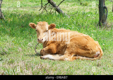 Korean Native Cattle called 'Hanwoo' in a field Stock Photo - Alamy
