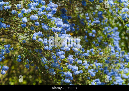CEANOTHUS CONCHA. CALIFORNIA LILAC Stock Photo - Alamy
