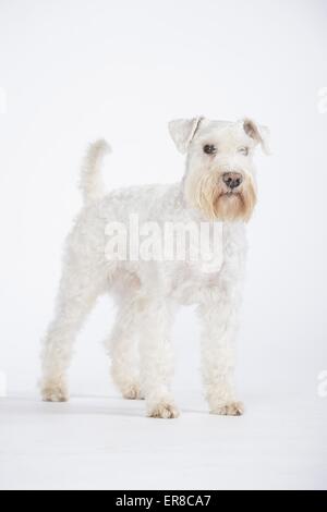 standing Miniature Schnauzer Stock Photo - Alamy
