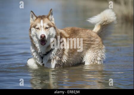 bathing Siberian Husky Stock Photo - Alamy