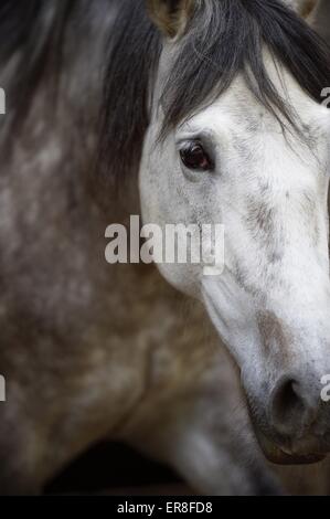 Vertical shot of a Spanish female with a face mask leaned on pink wal ...