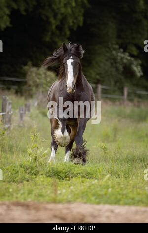 galloping Shire Horse Stock Photo - Alamy