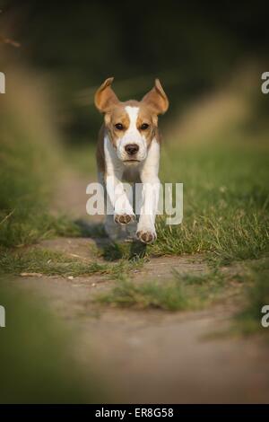 Young Beagle dog runs with a pet toy in a green garden during sunny ...