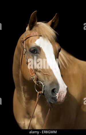 Portrait of small Haflinger horse with warm and friendly expression ...
