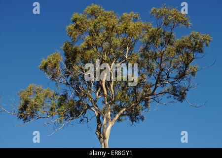 gum, tree, australia, australian, wood, branch, leaves, native, plant ...