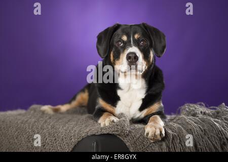 lying Entlebucher Mountain Dog Stock Photo - Alamy