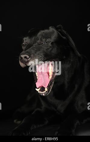 Black labrador yawning Stock Photo - Alamy