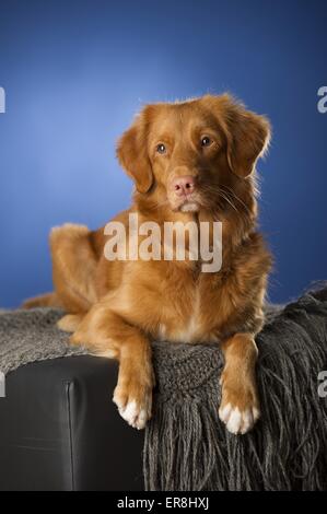 lying Nova Scotia Duck Tolling Retriever Stock Photo - Alamy
