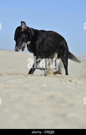 Black labrador retriever dog digging a hole Stock Photo - Alamy