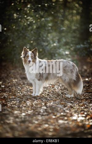 standing Australian Shepherds Stock Photo - Alamy