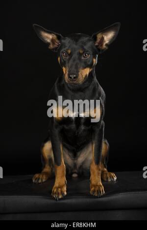 Dog Australian Kelpie / adult sitting on a rock Stock Photo - Alamy