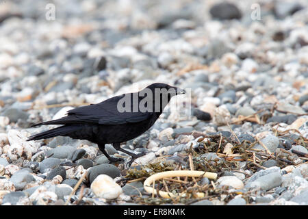 Carrion Crow, adult scavenging on the beach at Gwithian, Cornwall ...