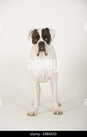 standing German Boxer Stock Photo - Alamy