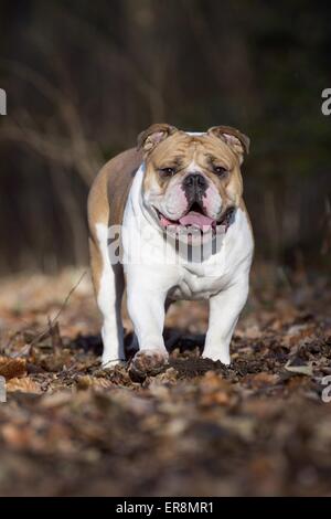 A brown and white English Bulldog standing outdoors Stock Photo - Alamy