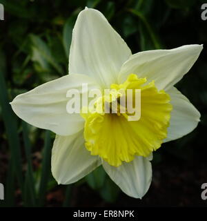 Daffodil flower with white petals and a frilly orange center isolated ...