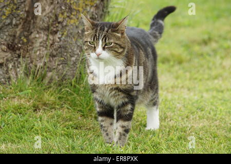 tabby cat walking towards camera on green meadow looking curiously ...
