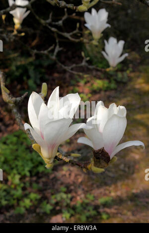 Flowering Tree Lily Flowers in a North Yorkshire Garden Stock Photo - Alamy