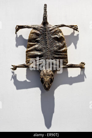 Dried lizard a food delicacy in Thailand - An example of the strange or ...