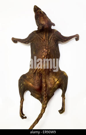 Cooked Smoked Field Rat as sold at market in Vientiane Laos - An ...