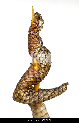 Cooked Snake on sale at Wangfujing Night Market Beijing - An example of ...