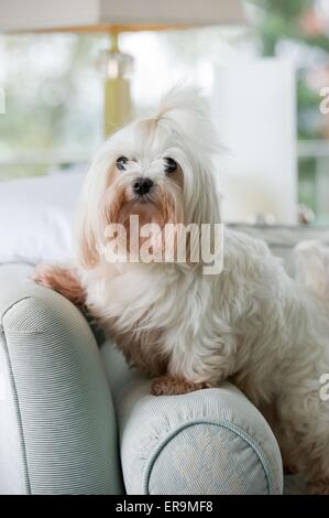 Side view of a maltese dog standing and looking away, isolated on white ...