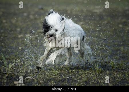 running Shih Tzu Stock Photo - Alamy