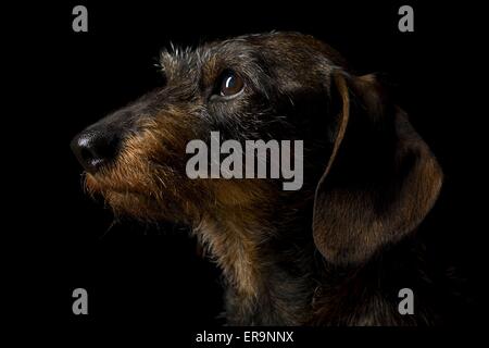 wirehaired teckel portrait Stock Photo - Alamy