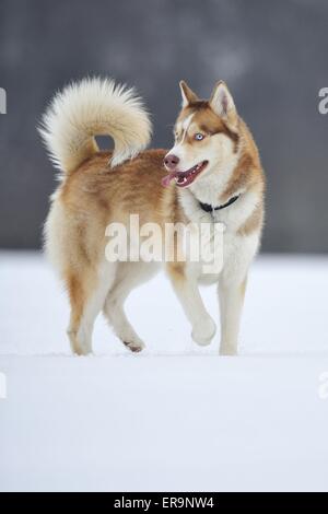 Dog Siberian Husky / adult walking in a meadow Stock Photo - Alamy