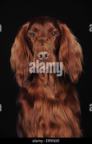 Irish Red Setter Portrait Stock Photo - Alamy