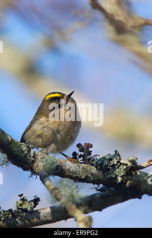 Goldcrest, College Reservoir, Falmouth, Cornwall, England, UK Stock ...