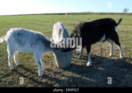 Black goat drinking water from the big clay barrel in Bagan village ...
