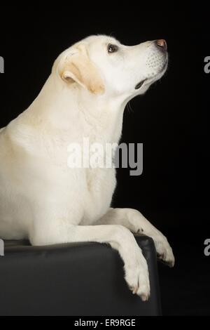 Yellow-black hunting dog looks into the distance in the autumn forest ...