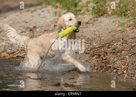 Golden Retriever retrieve Dummy Stock Photo - Alamy